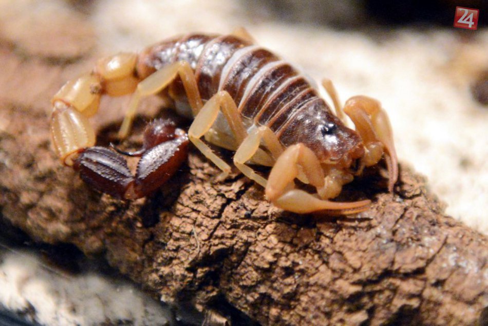 Svet pavúkov a škorpiónov je fascinujúci, presvedčiť sa môžete v SNM